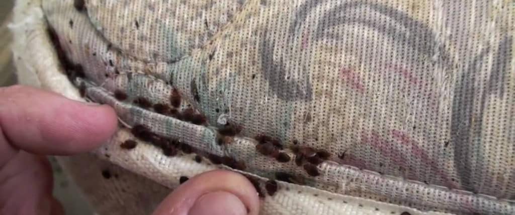 Comment prévenir une infestation de punaises de lit dans sa maison ...